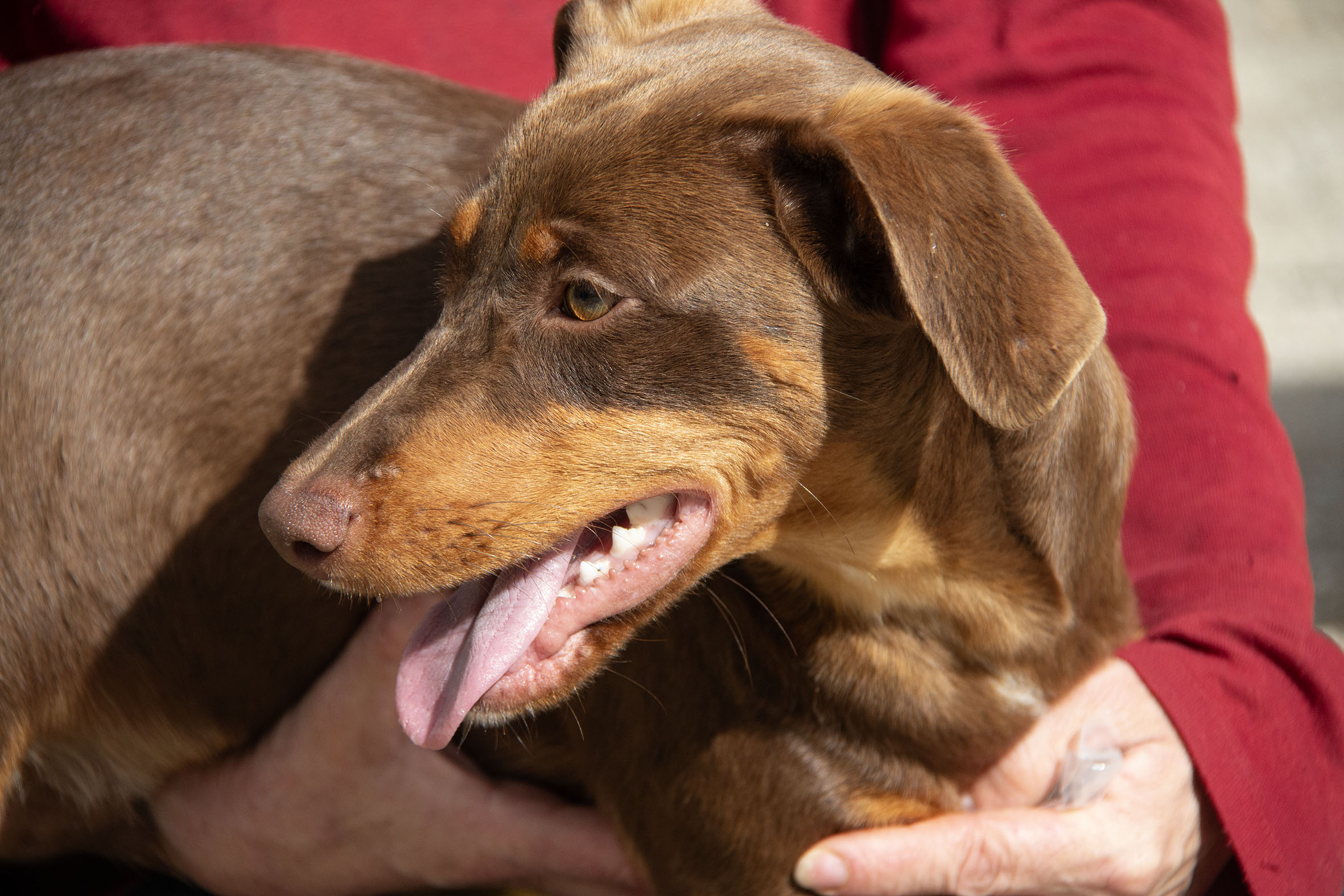 Detailangabe des Hundes - DE