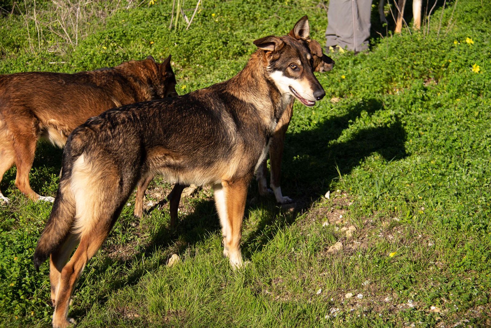 Detailangabe des Hundes - DE